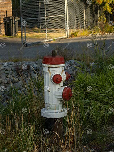 Vertical Shot of a Fire Hydrant in the Green Area Stock Image - Image ...