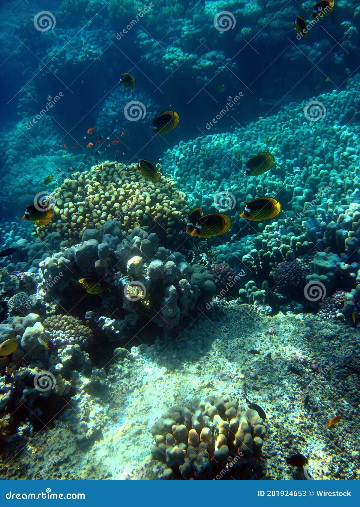 Vertical Shot of the Fish Captured Under the Sea - Concept: Undersea ...