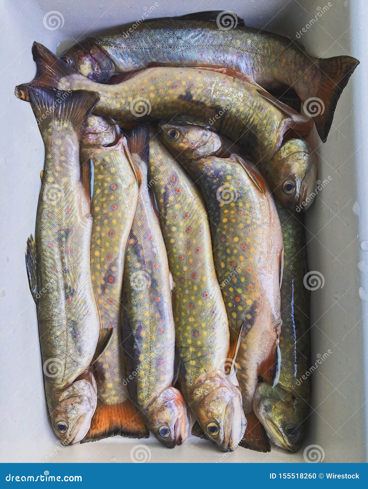 Vertical Shot of Fish Stacked on One Another Stock Photo - Image of ...