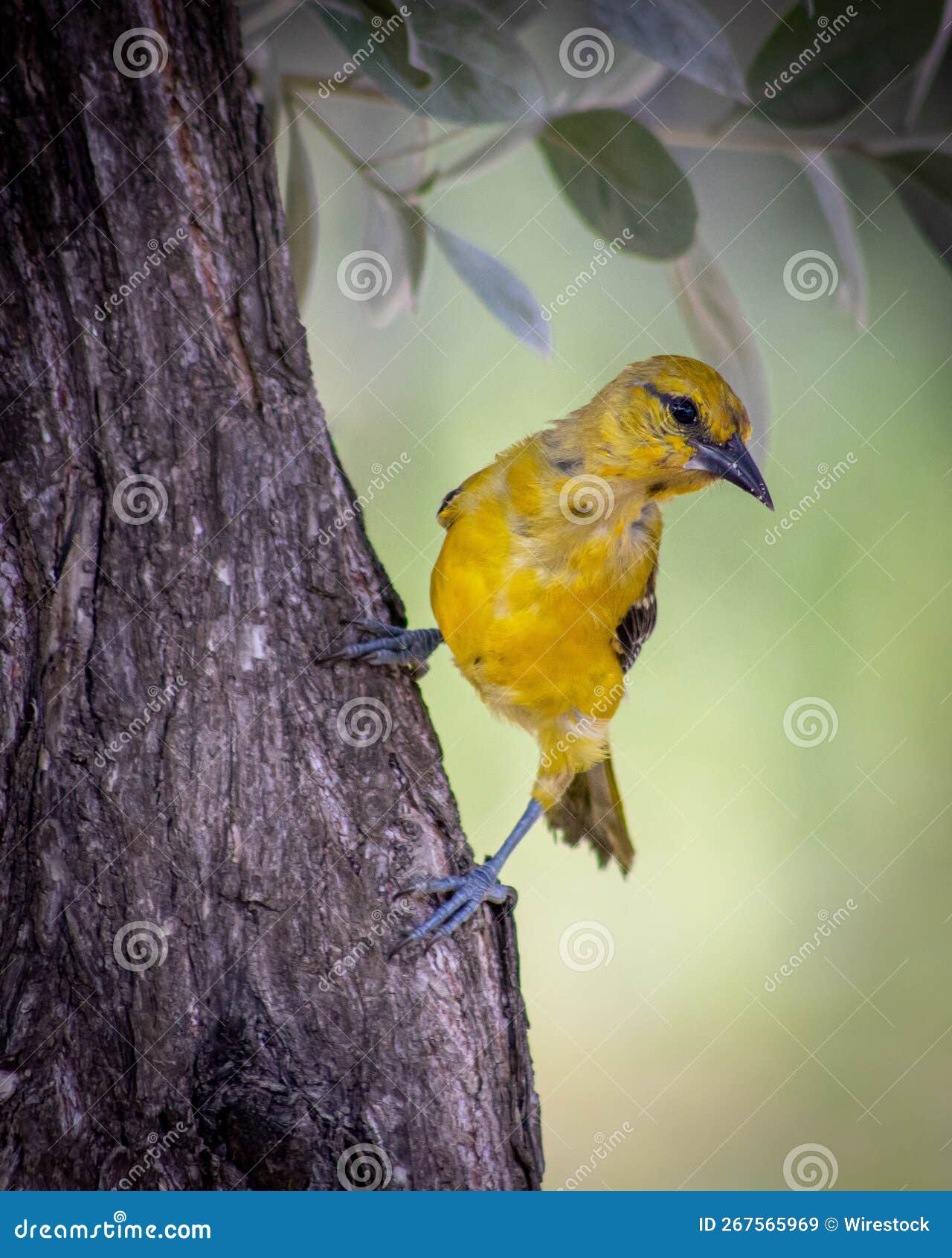 Vertical Shot of a Flame-rumped Tanager on a Tree Trunk with Blurry ...