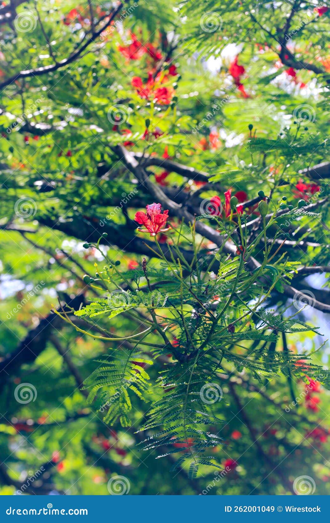 Vertical Shot of the Flame Tree of Fiji Stock Image - Image of ocean ...