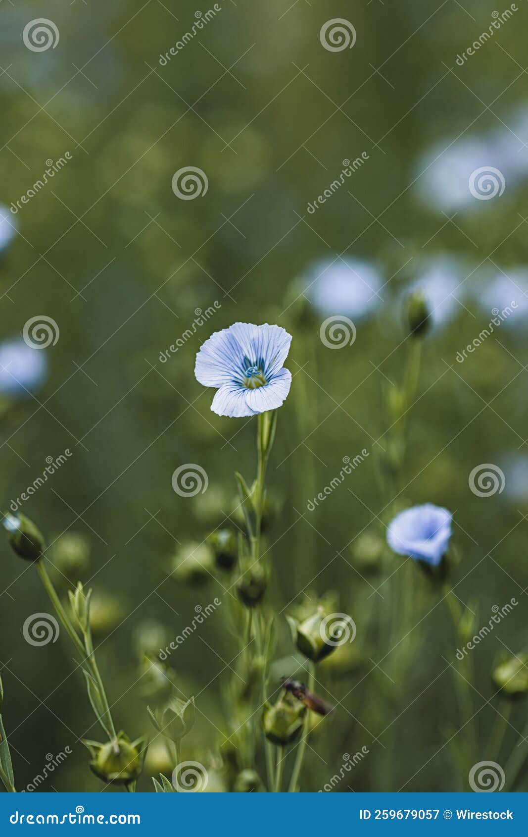 Vertical Shot of Flax Flowers in a Meadow Stock Image - Image of plant ...