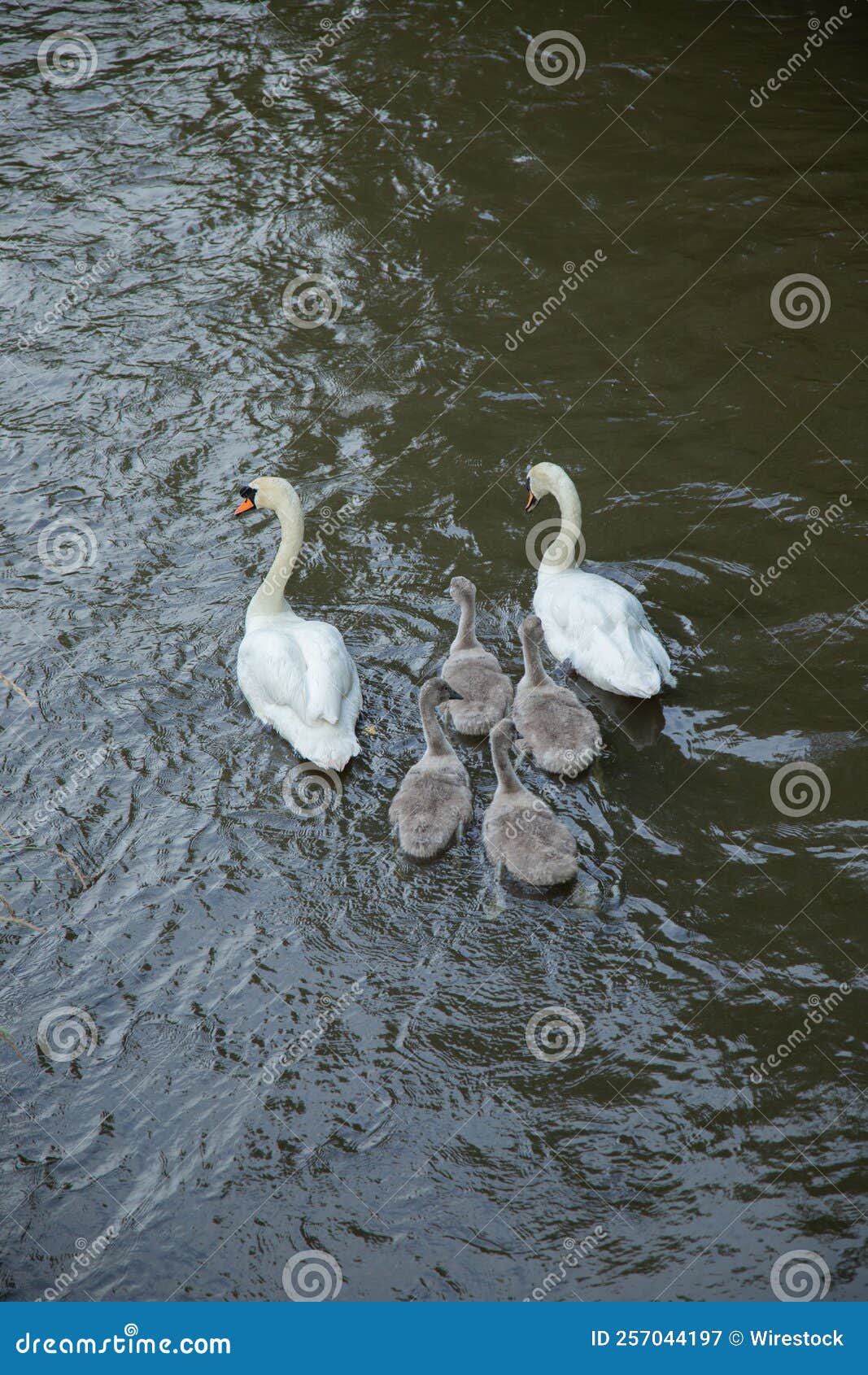 Vertical Shot of a Flock of Swans Swimming in a River Stock Image ... Vertical Shot of a Flock of Swans Swimming in a River Stock Image ...