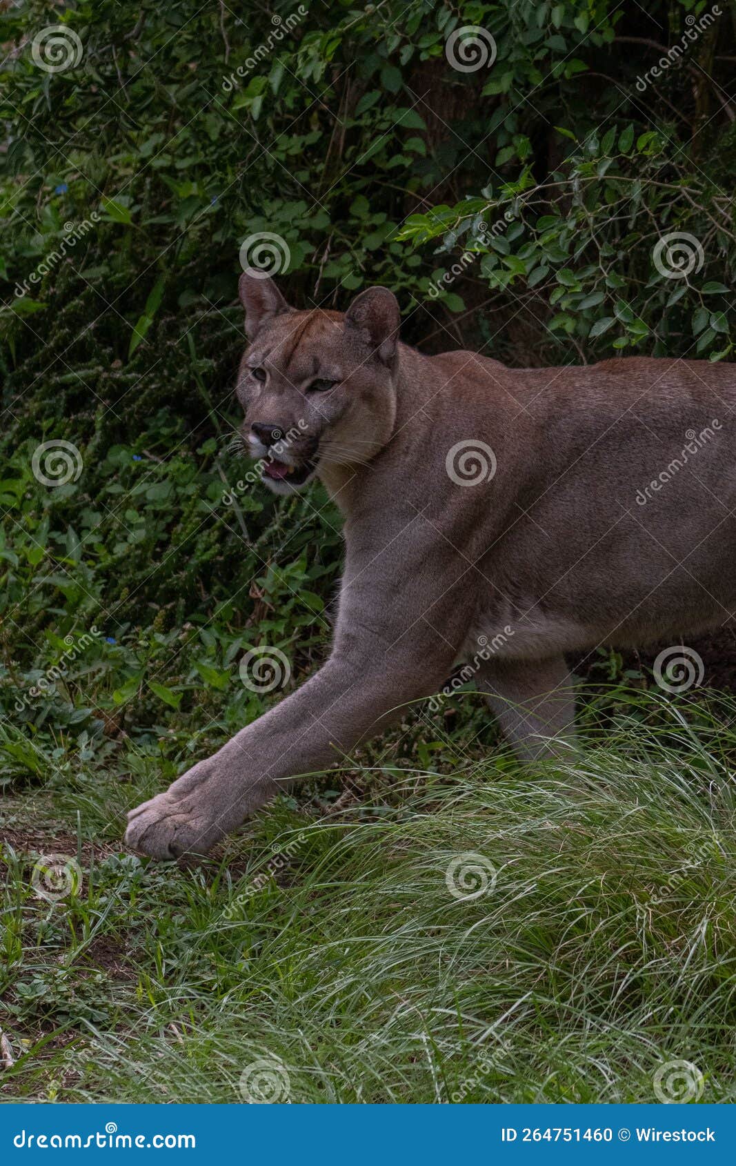 Vertical Shot of a Florida Panther in the Wild. Stock Photo - Image of ...