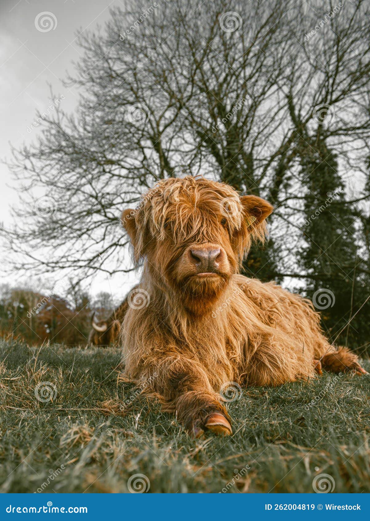 Vertical Shot of a Fluffy Cow in a Park in Scotland Stock Image - Image ...