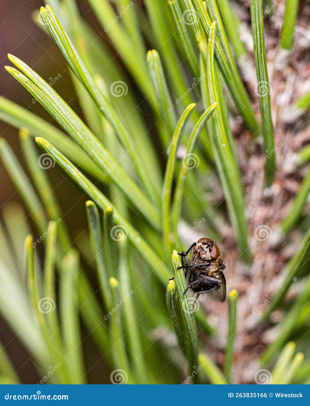 Vertical Shot of a Fly Holding on To a Pine Tree Spikes Stock Photo ...