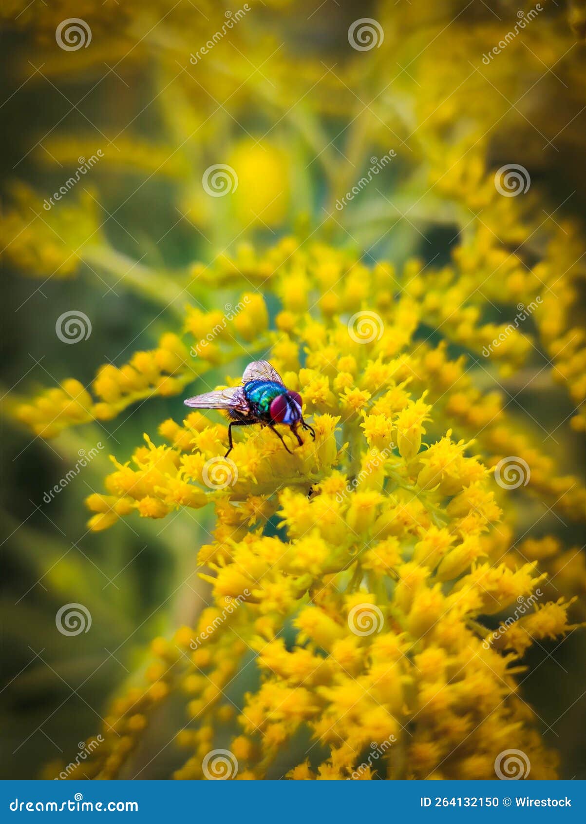 Vertical Shot of a Fly Insect on a Plant Stock Photo - Image of flower ...