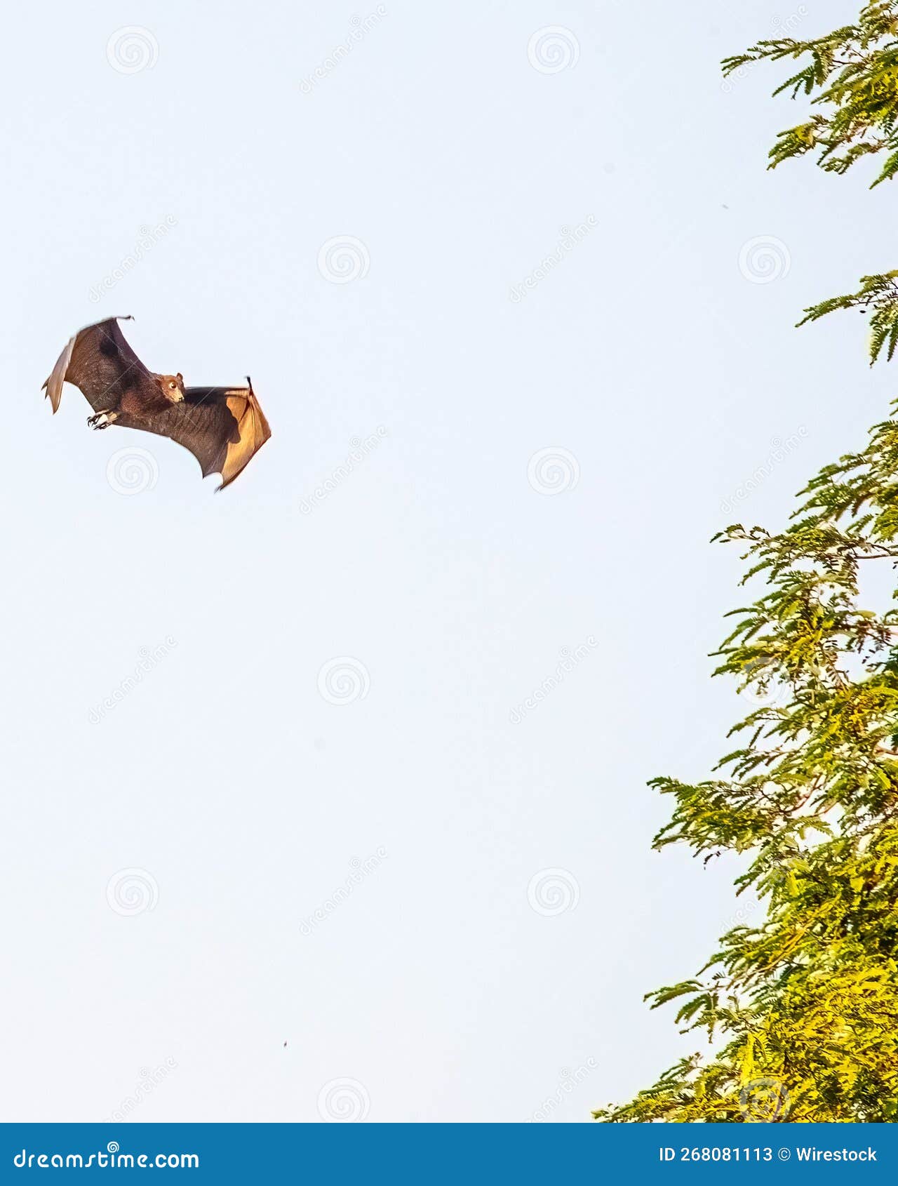 Vertical Shot of Flying Bat in the Sky Stock Image - Image of leaves ...