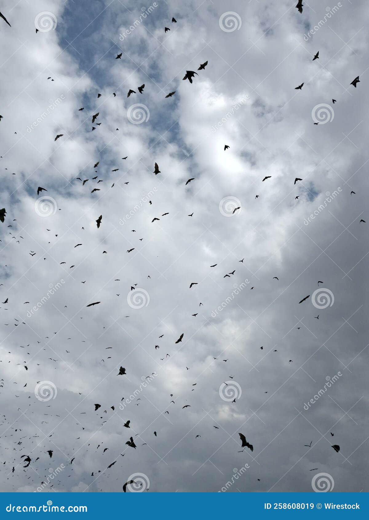 Vertical Shot of Flying Fruit Bats on a Cloudy Sky Background. Stock ...
