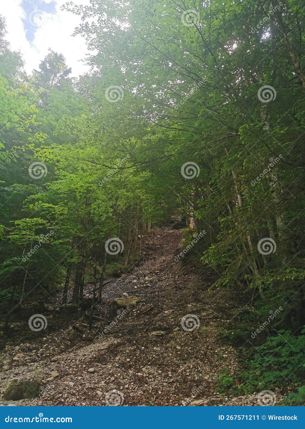 Vertical Shot of a Footpath in the Forest Surrounded by Lush Green ...