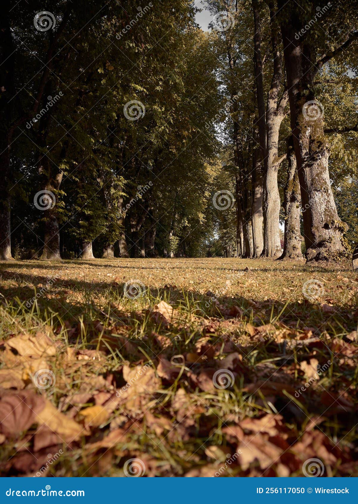 Vertical Shot of a Forest Full of Trees Stock Photo - Image of nature ...