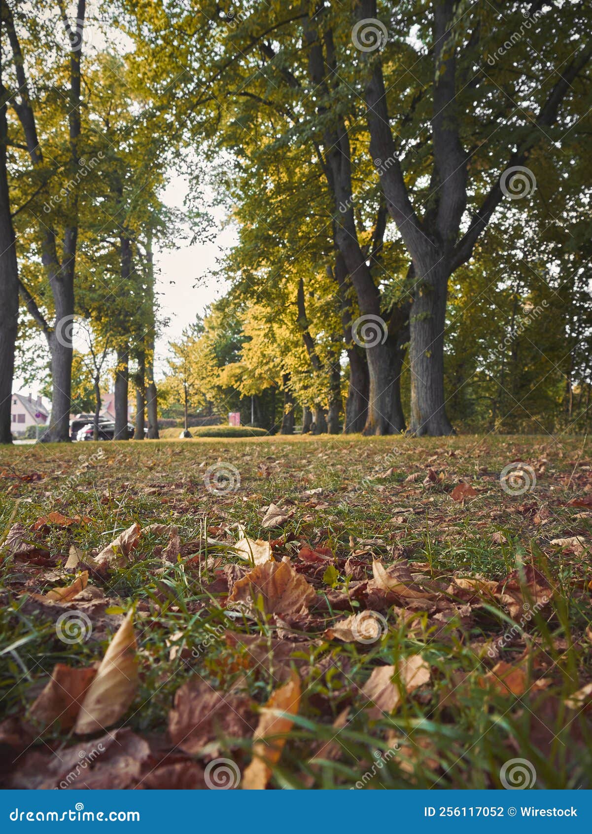 Vertical Shot of a Forest Full of Trees Stock Photo - Image of outdoor ...