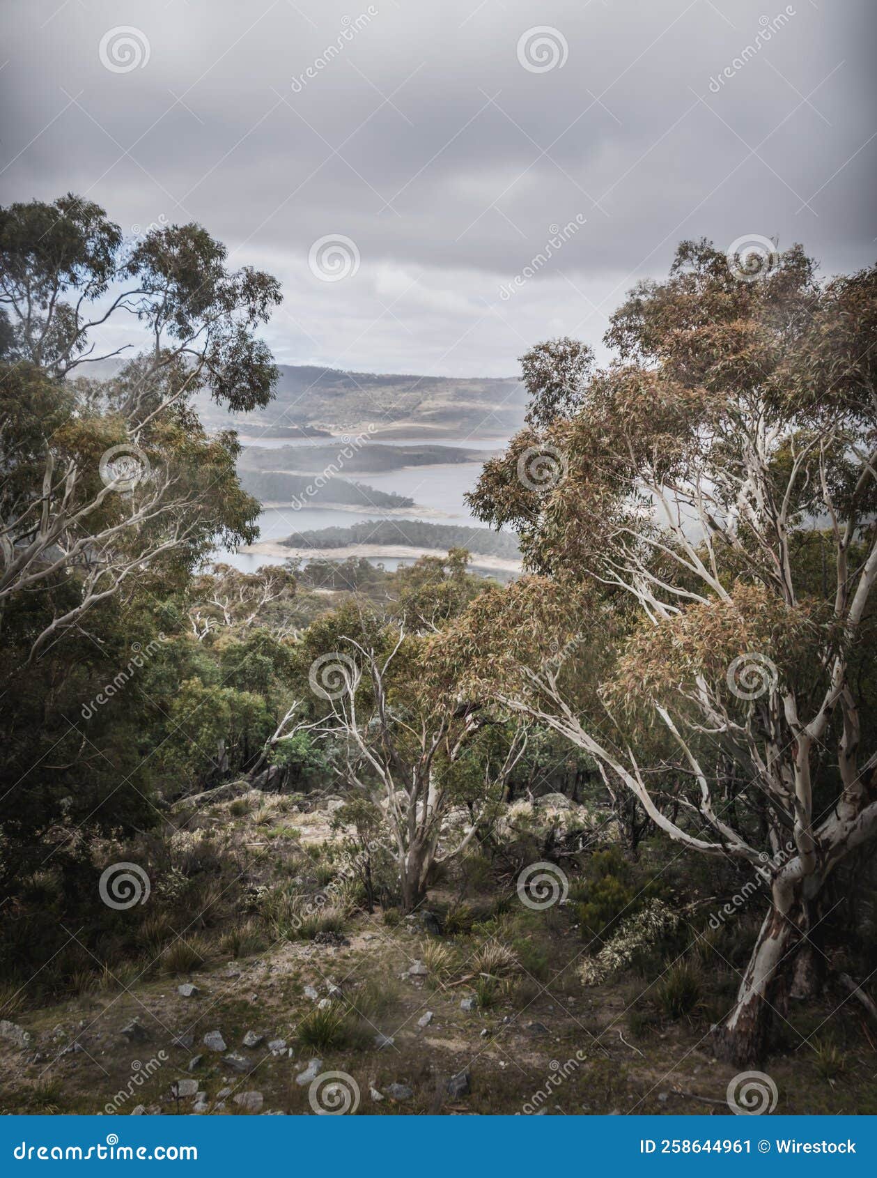 Vertical Shot of a Forest on the Hillside on a Cold Day Stock Image ...