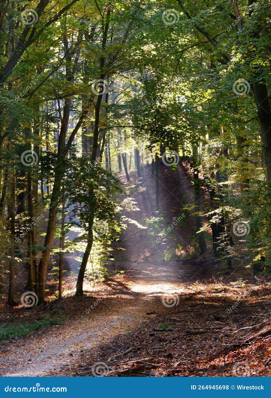 Vertical Shot of a Forest Path Lighten Up by a Light Beam Stock Photo ...