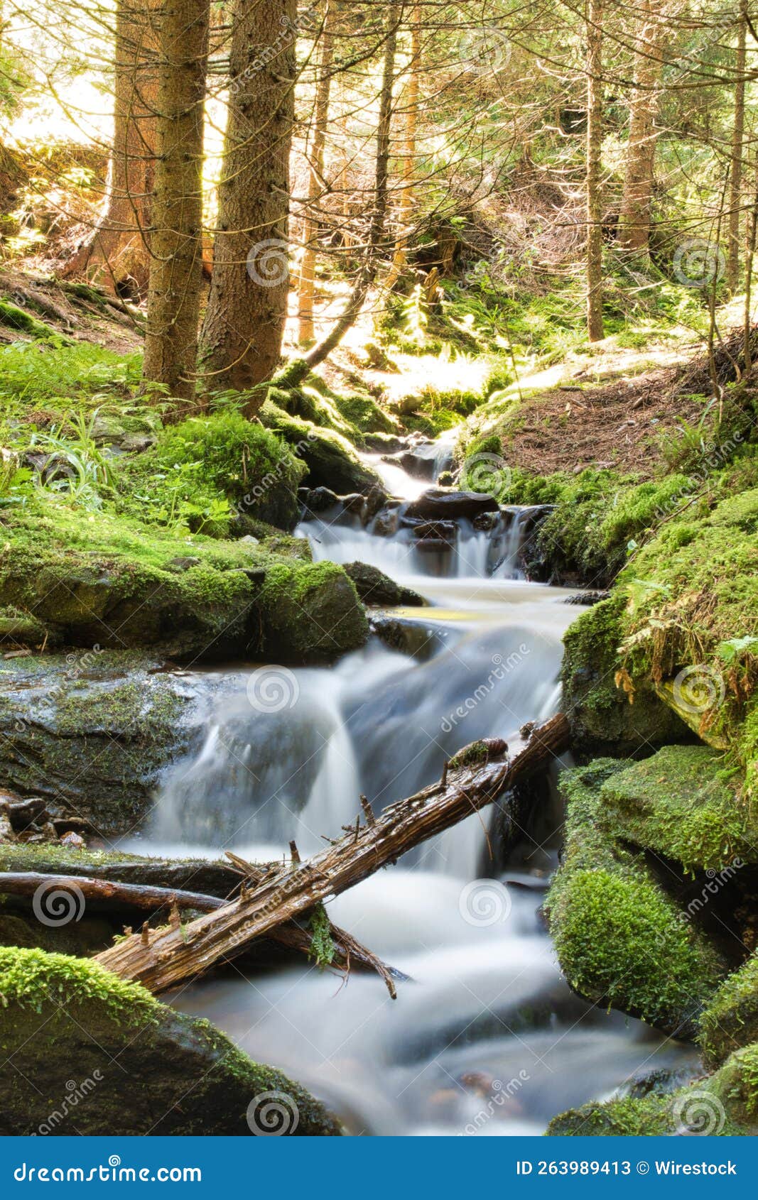 Vertical Shot of a Forest Stream Stock Image - Image of motion, river ...