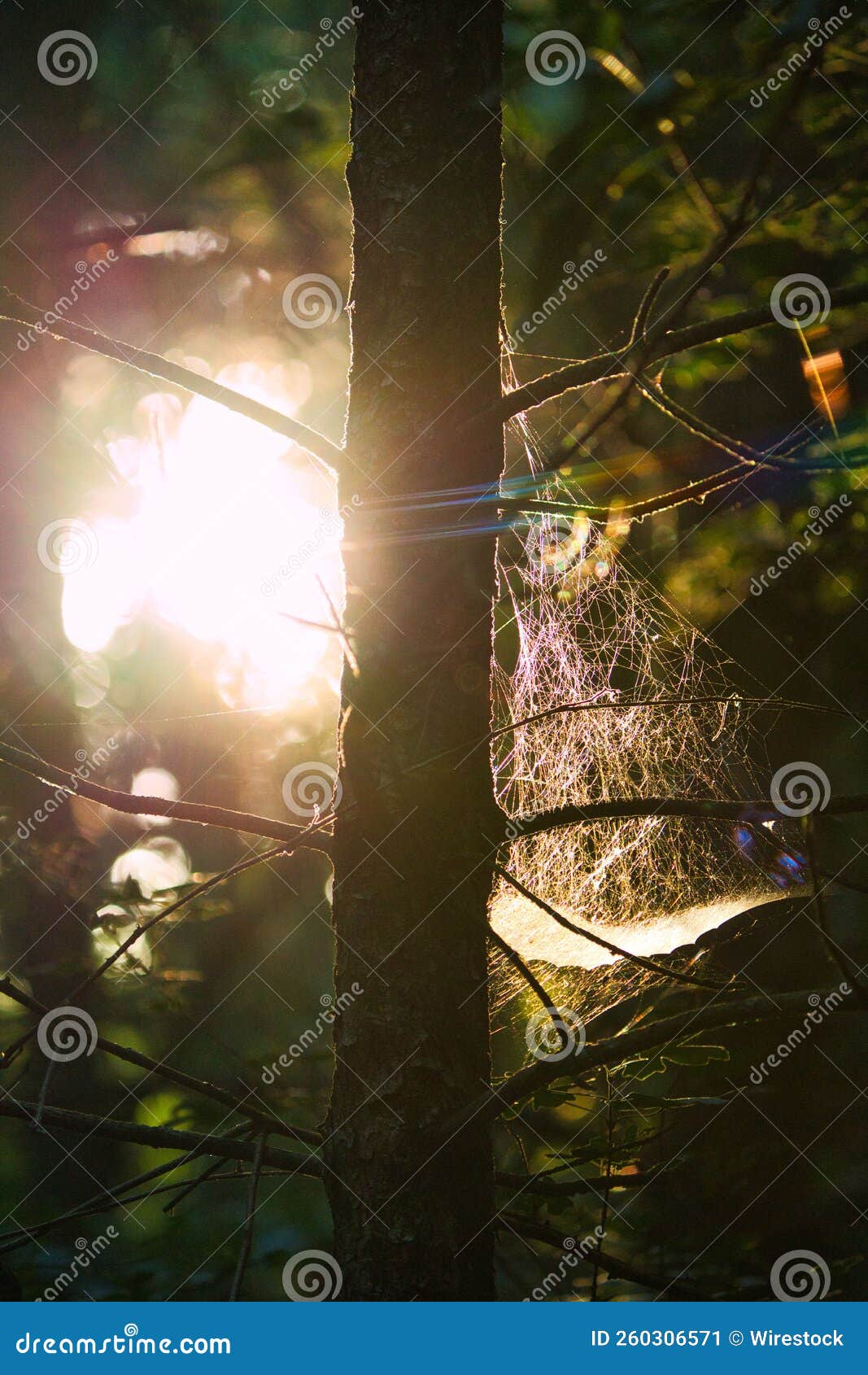 Vertical Shot of the Forest with Sun Rays Stock Image - Image of ...