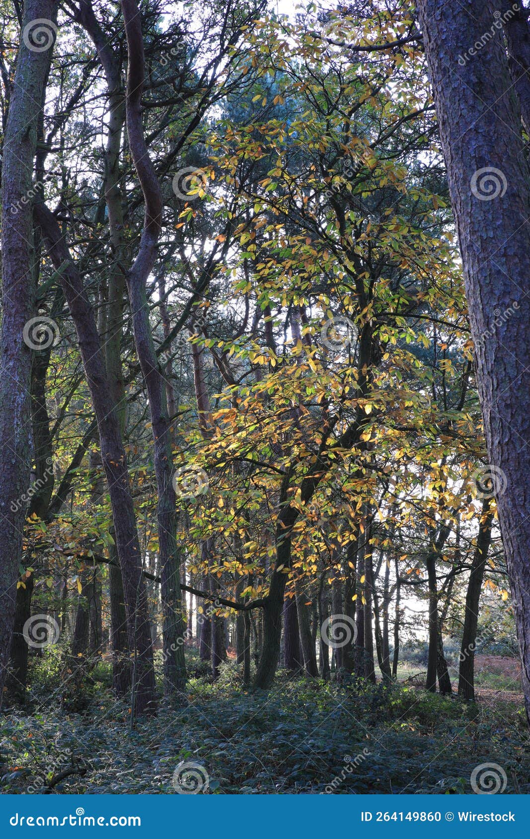 Vertical Shot of a Forest at Sutton Park Birmingham Stock Photo - Image ...
