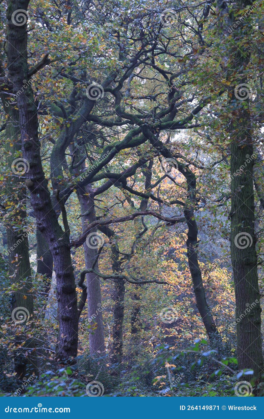 Vertical Shot of a Forest at Sutton Park Birmingham Stock Image - Image ...