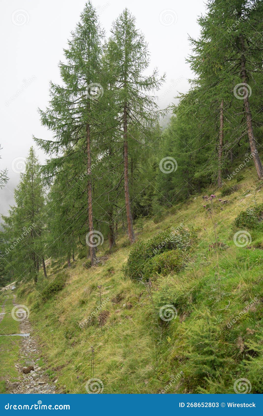 Vertical Shot of a Forest with Tall Pine Trees on a Cloudy Day in ...