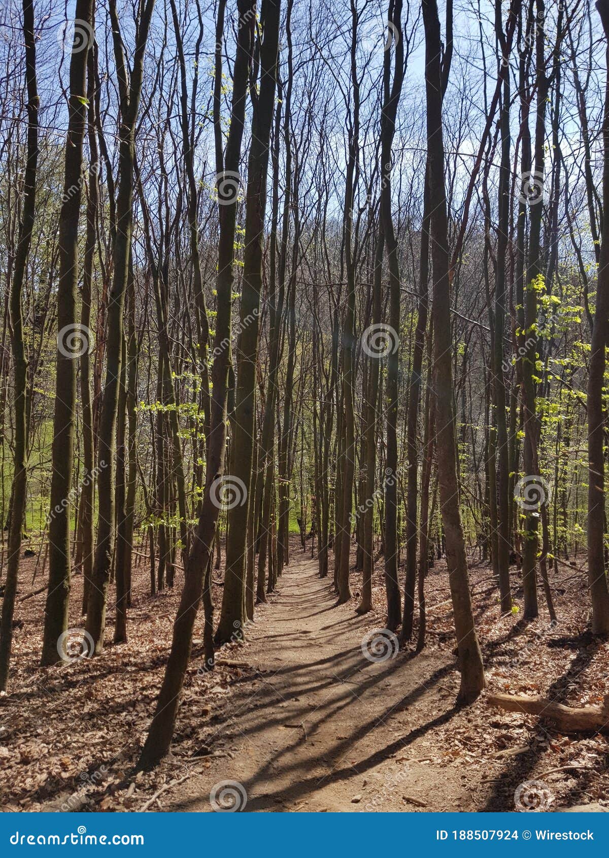 Vertical Shot of a Forest with Tall Trees Stock Photo - Image of ...