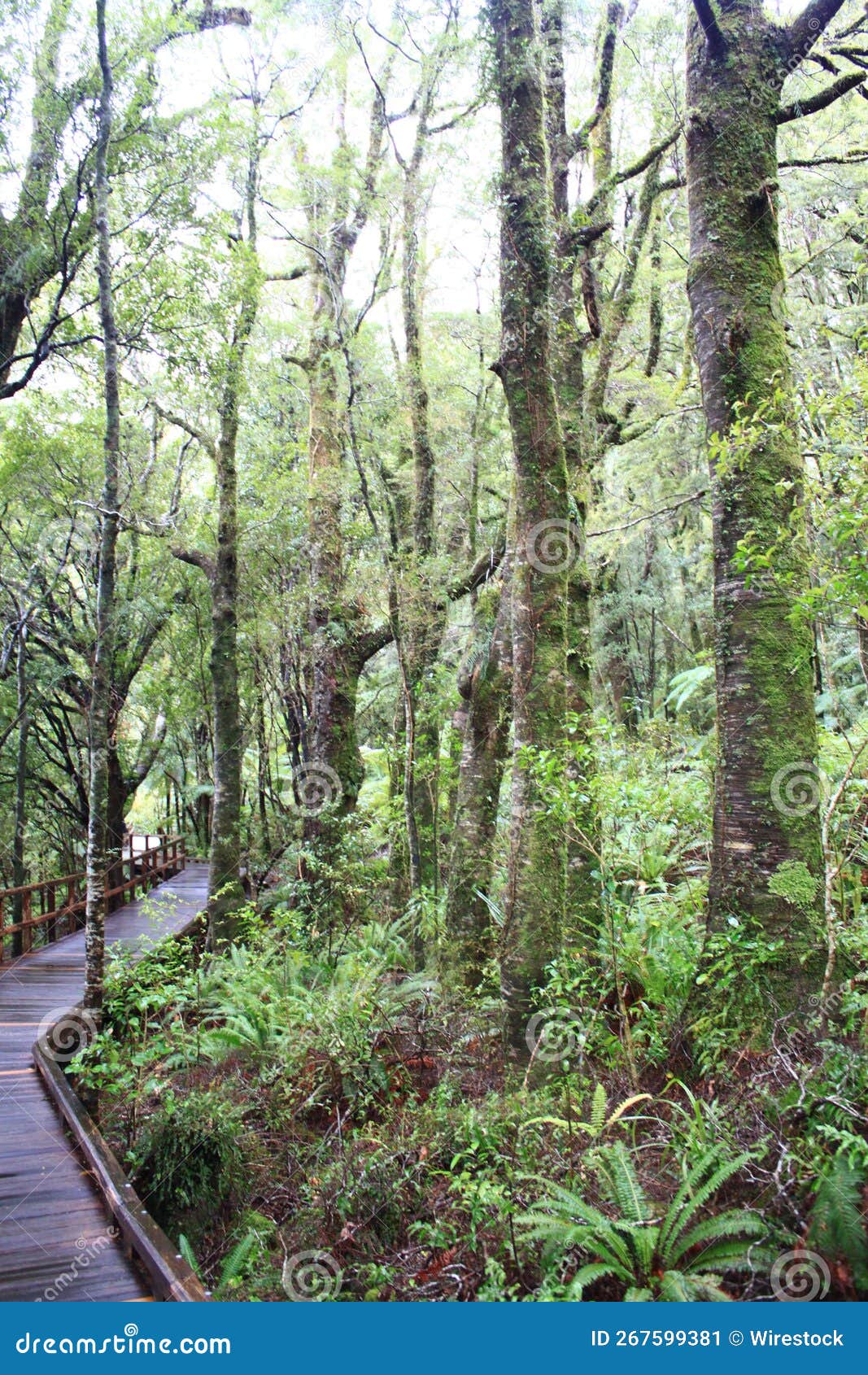 Vertical Shot of a Forest Walkway between the Trees Stock Image - Image ...