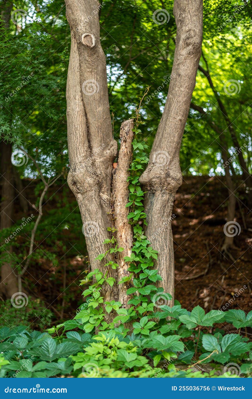 Vertical Shot of a Forked Tree in a Forest in Daylight Stock Photo ...