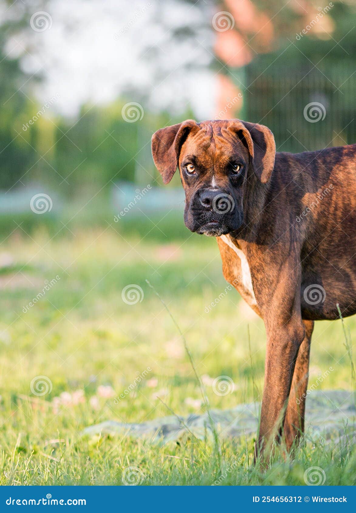 Vertical Shot of a Formidable Brown Boxer Looking into the Camera with ...