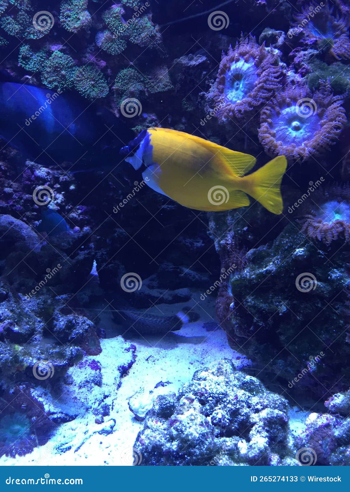 Vertical Shot of a Foxface Rabbitfish in the Aquarium Stock Image ...