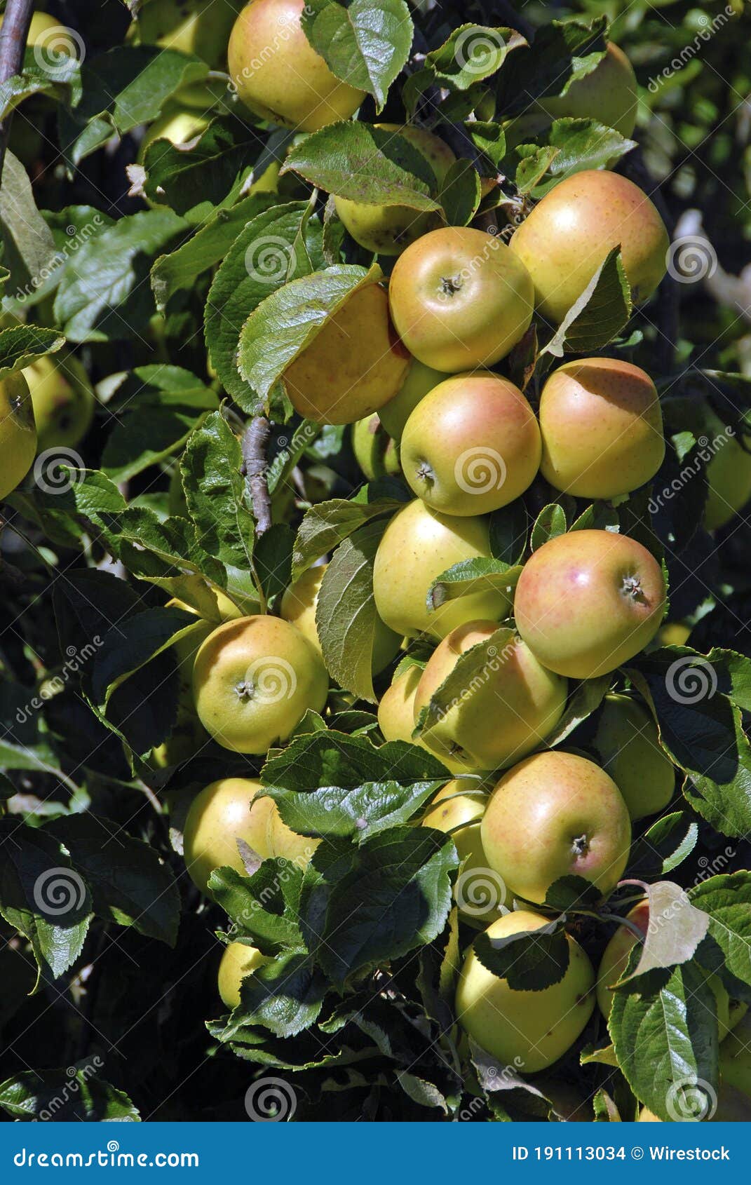 Vertical Shot of Fresh Green Apples on the Tree Stock Photo - Image of ...