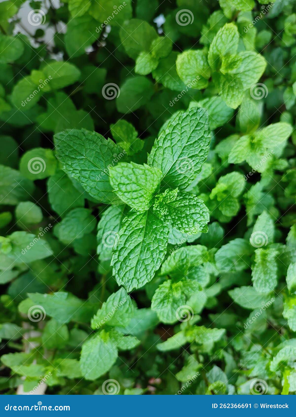 Vertical Shot of Fresh Green Mint Plant Leaves Under the Light Stock ...