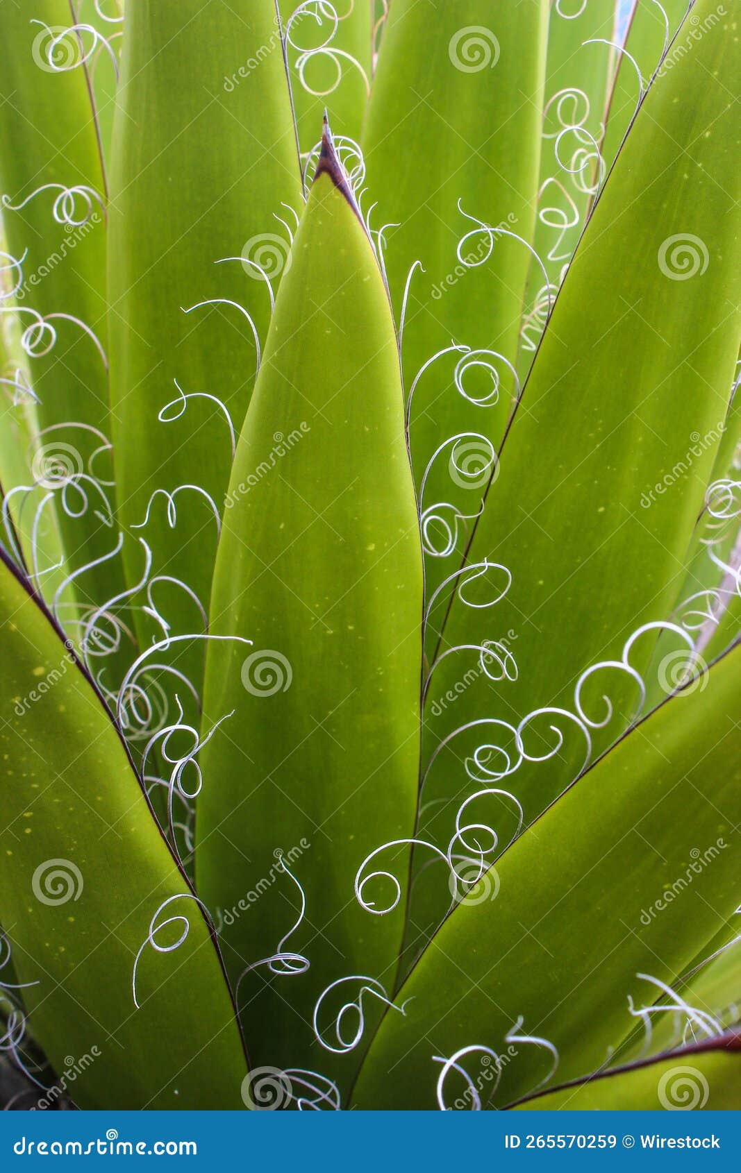 Vertical Shot of a Fresh, Long Agave Plant Stock Image - Image of thick ...