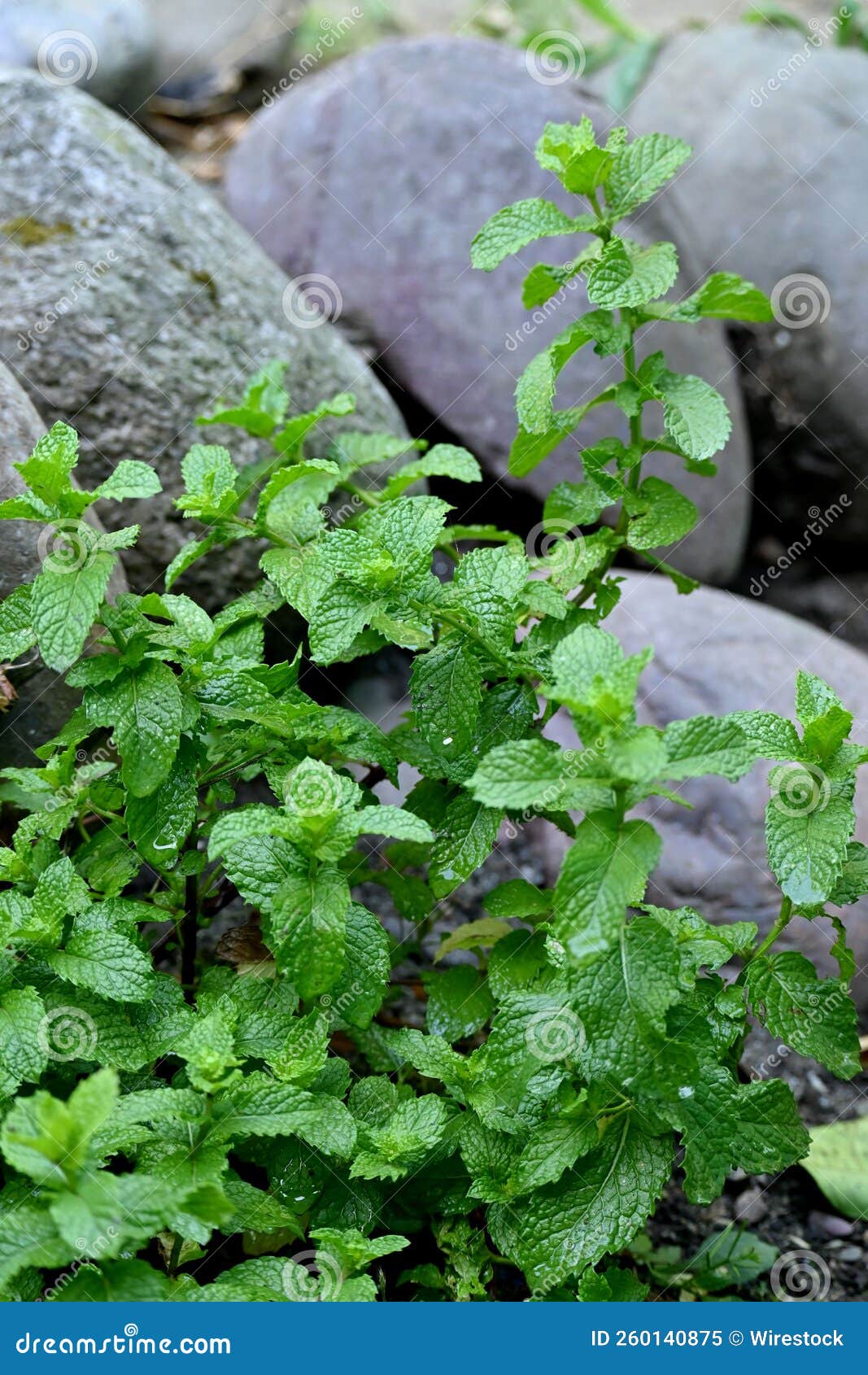 Vertical Shot of Fresh Peppermint Growing in the Garden Stock Image ...