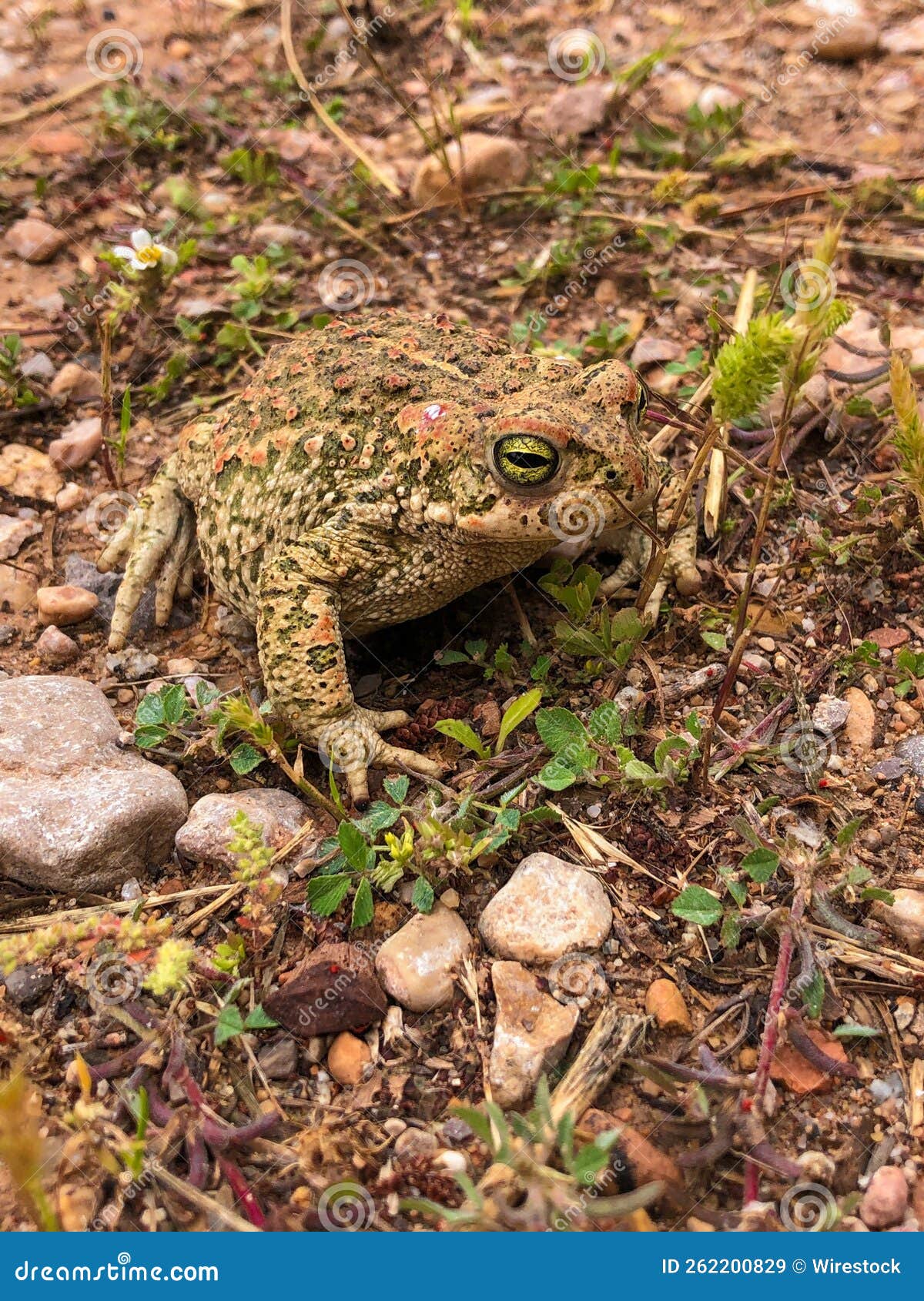 Vertical shot of a frog stock image. Image of amphibious - 262200829