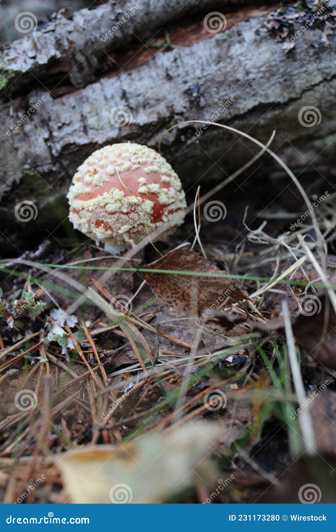 Vertical Shot of Fungus in a Forest during Daylight Stock Photo - Image ...