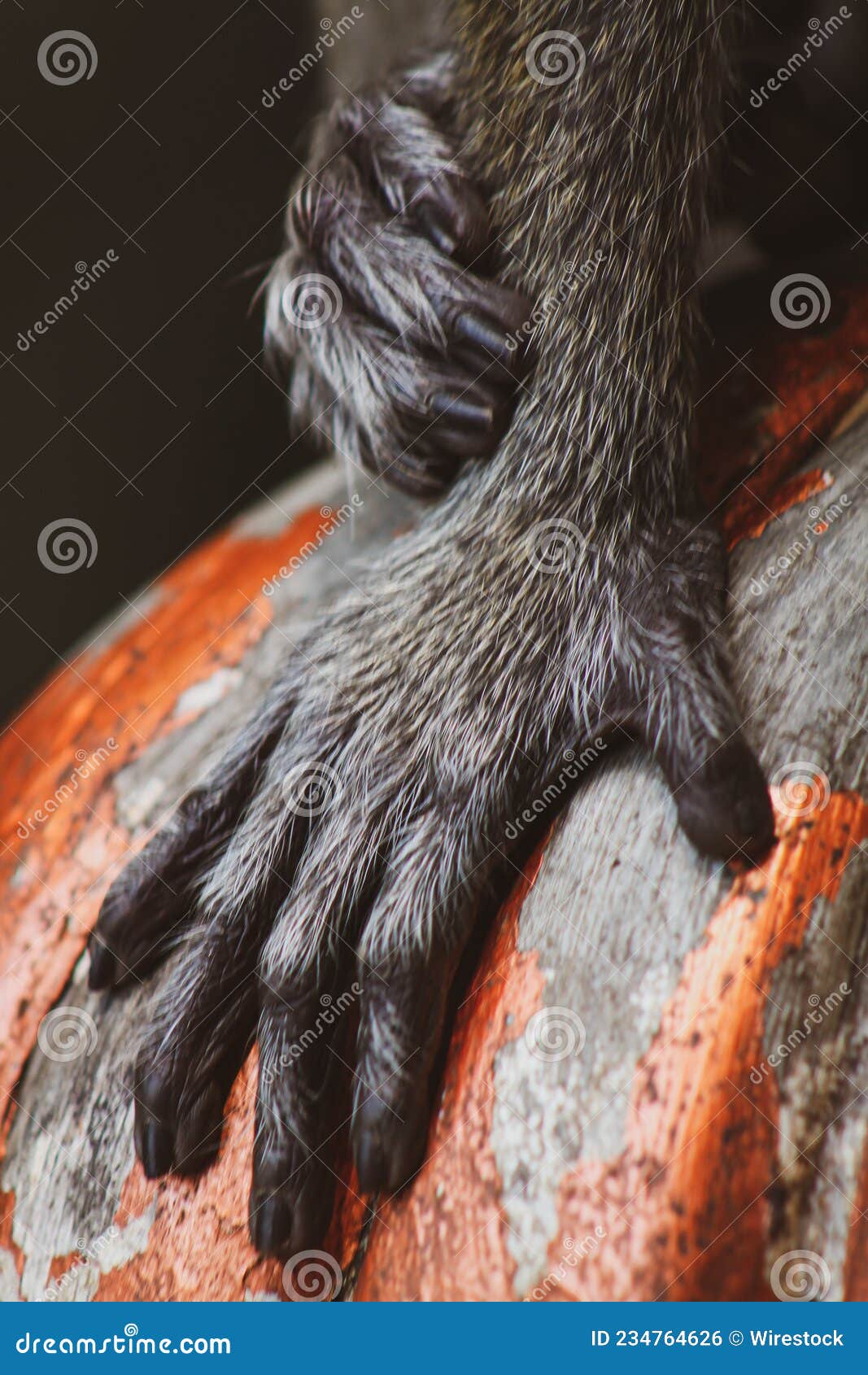 Vertical Shot of Furry Hands on a Rusty Surface Stock Photo - Image of ...