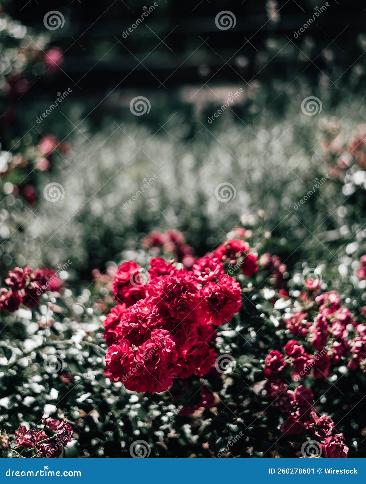 Vertical Shot of Garden Red Roses Under Sunlight in a Park Stock Image ...