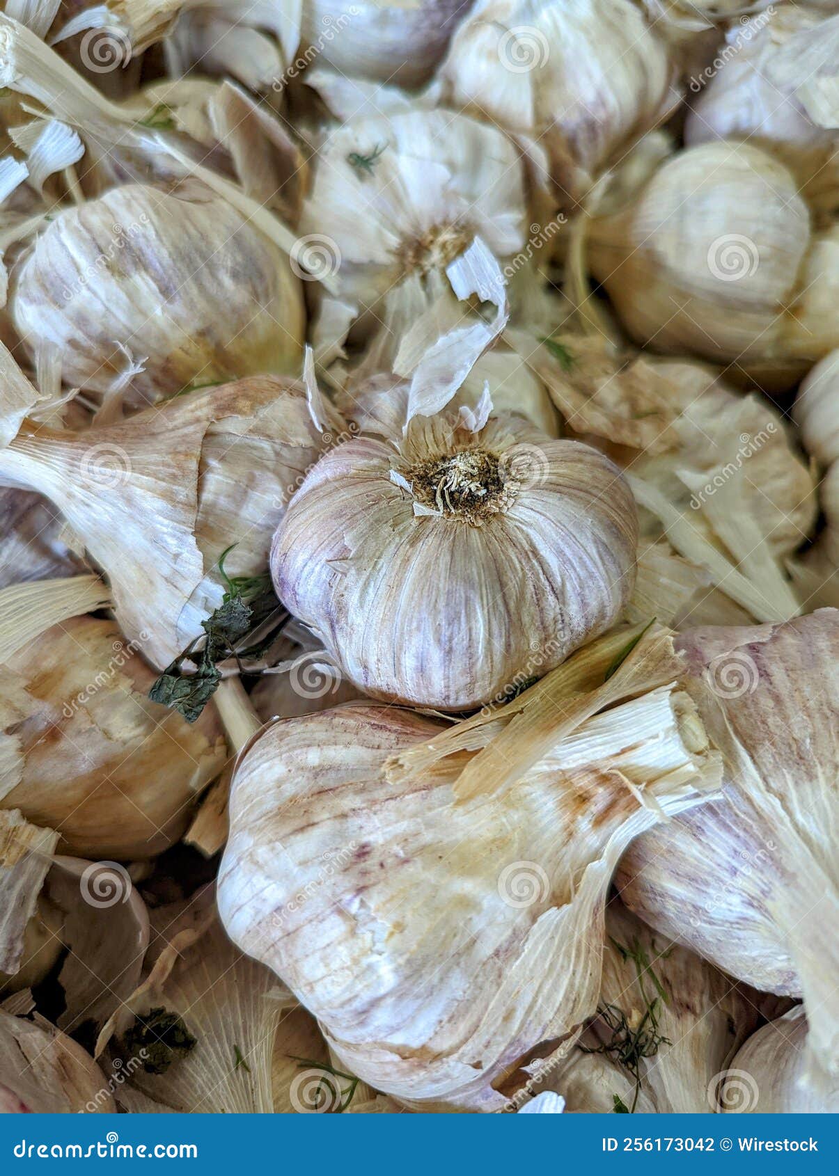 Vertical Shot of Garlic Heads Piled Together Stock Photo - Image of ...