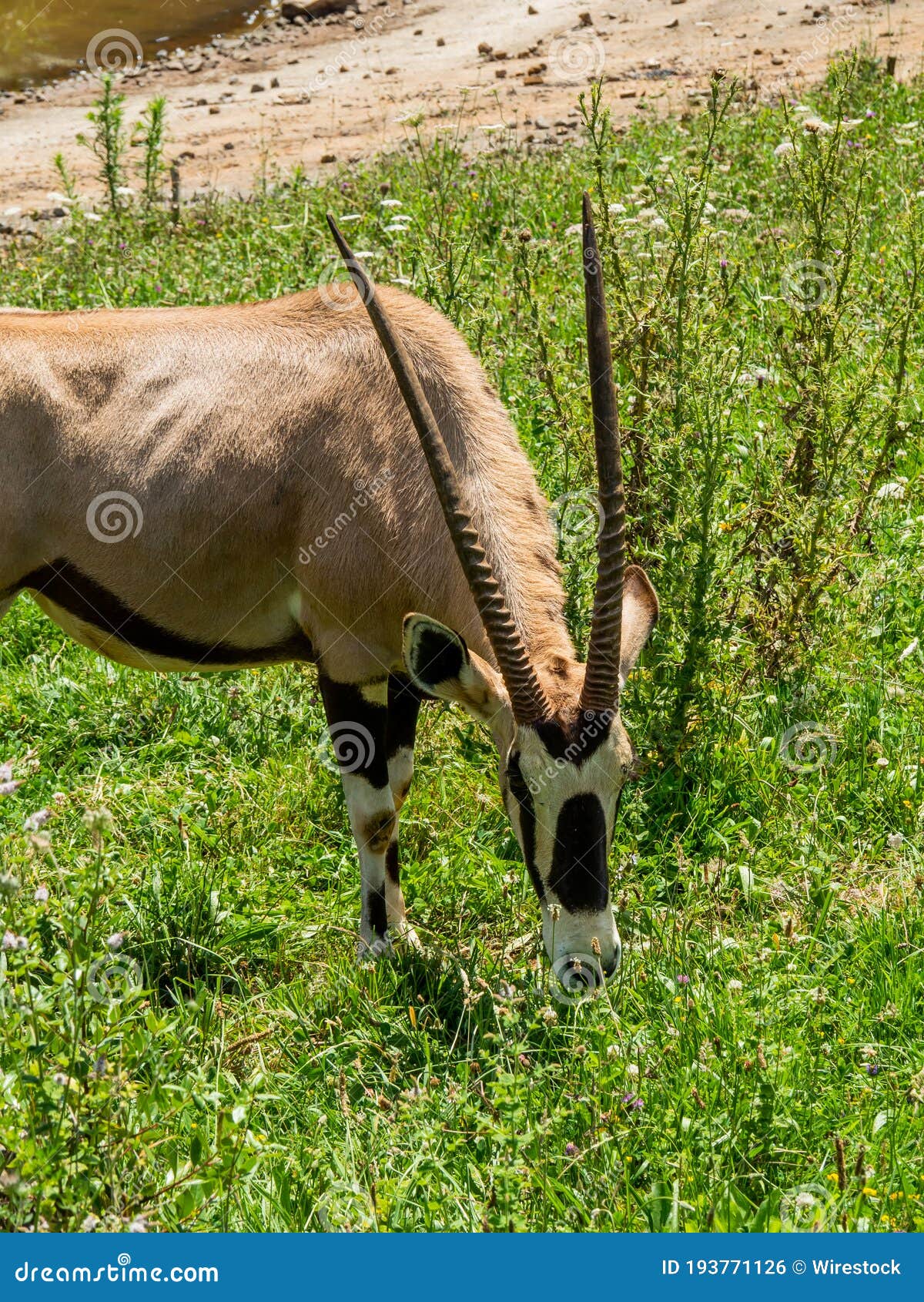 Vertical Shot of a Gemsbok Antelope Feeding on Grass Stock Photo ...