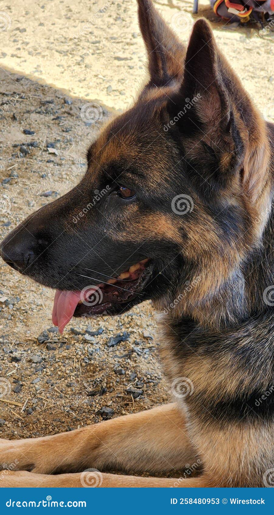 Vertical Shot of a German Shepherd Lying Down Outdoors Stock Image ... Vertical Shot of a German Shepherd Lying Down Outdoors Stock Image ...