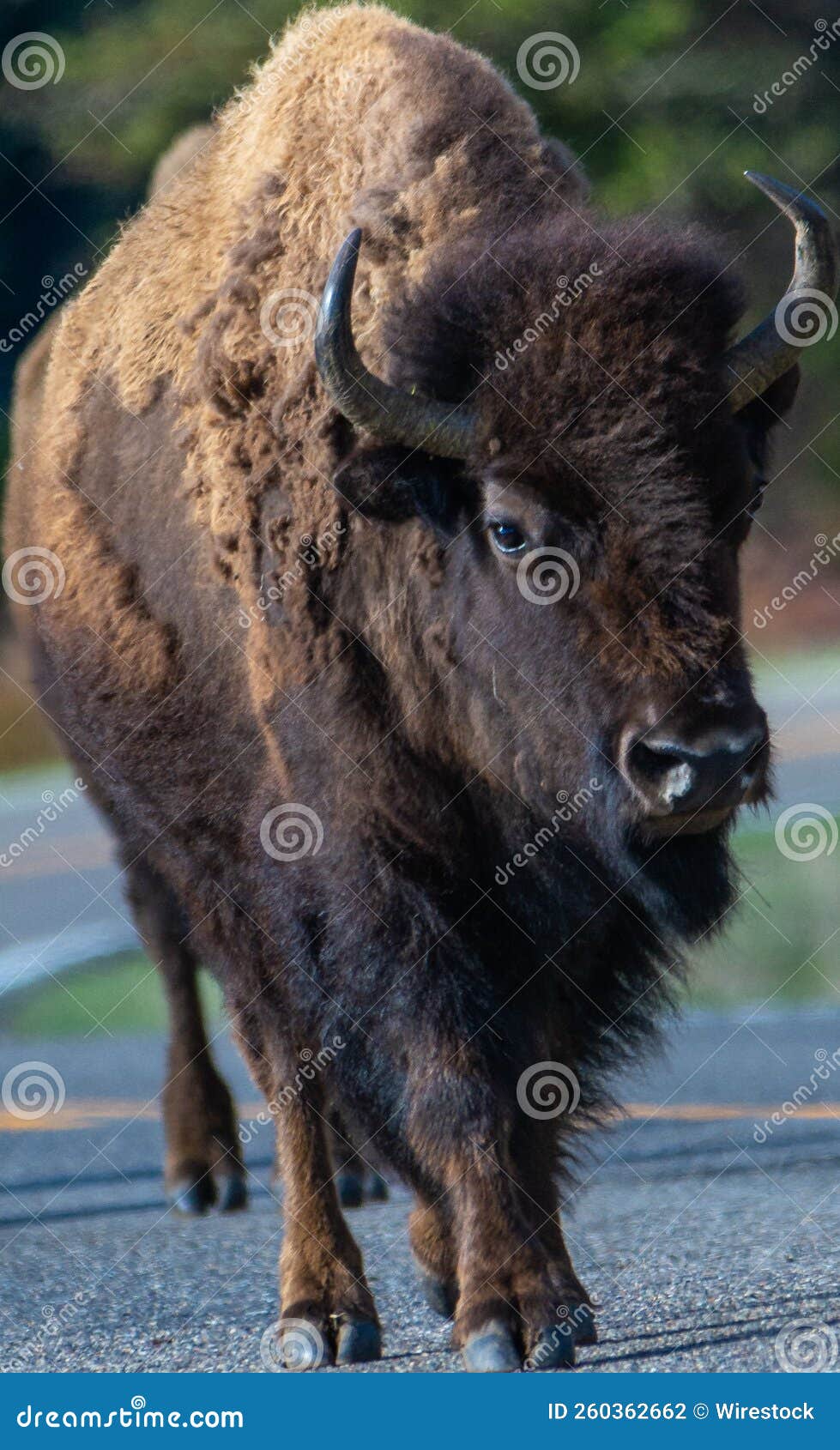 Vertical Shot of a Giant Brown Bison Stock Photo - Image of nature ...