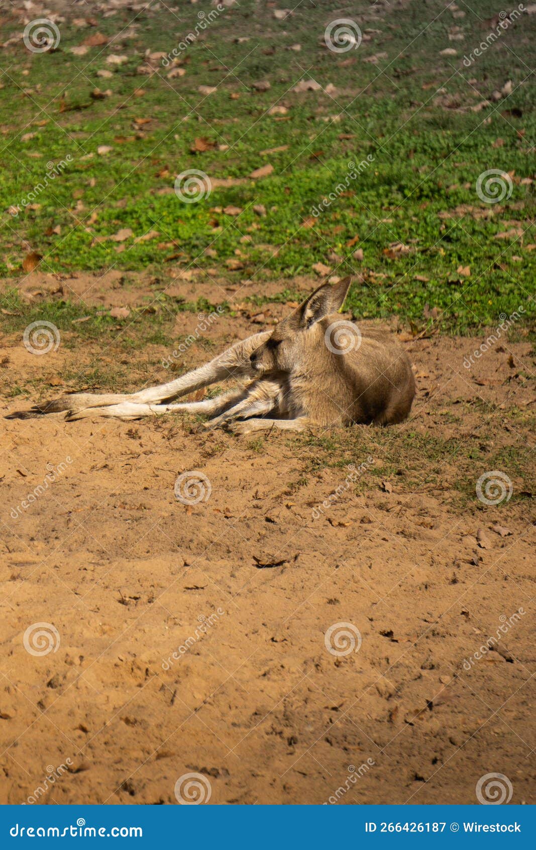 Vertical Shot of a Giant Kangaroo Lying on the Ground Stock Image ...