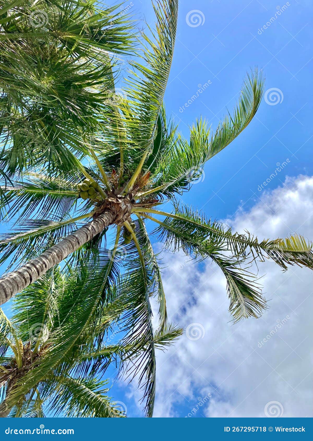 Vertical Shot of a Giant Palm Tree with a Cloudy Sky on the Horizon ...