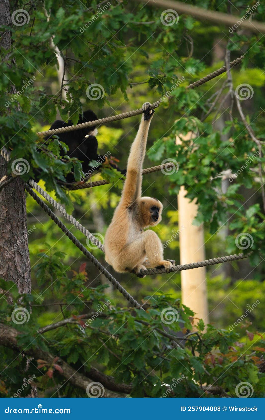 Vertical Shot of a Gibbon Monkey Stock Photo - Image of wildlife ...