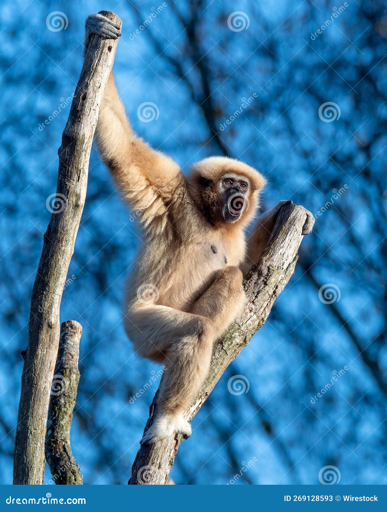 Vertical Shot of a Gibbon Yelling while Hanging on a Tree Stock Image ...