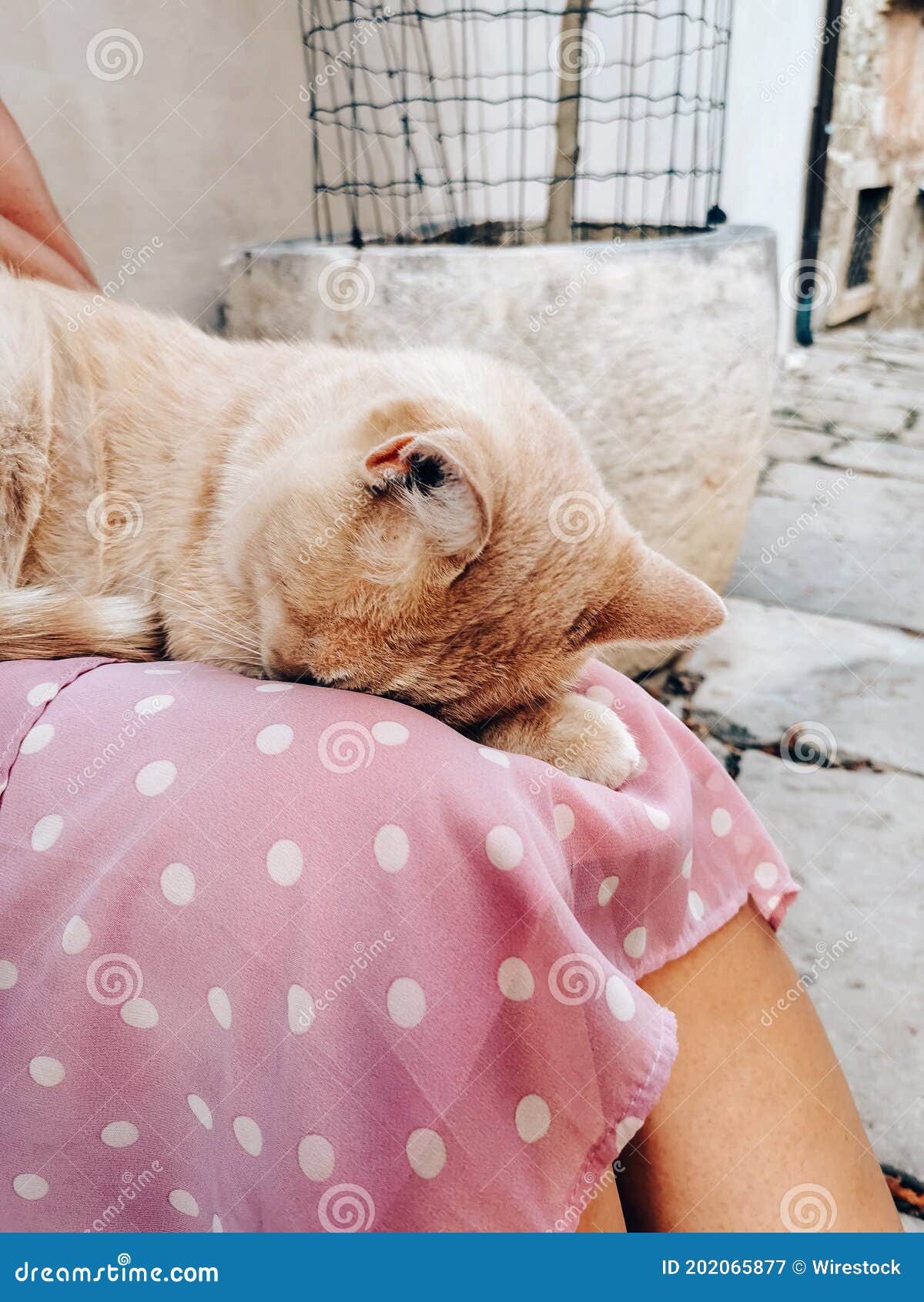 Vertical Shot of a Ginger Cat on the Legs of a Female Stock Image ...