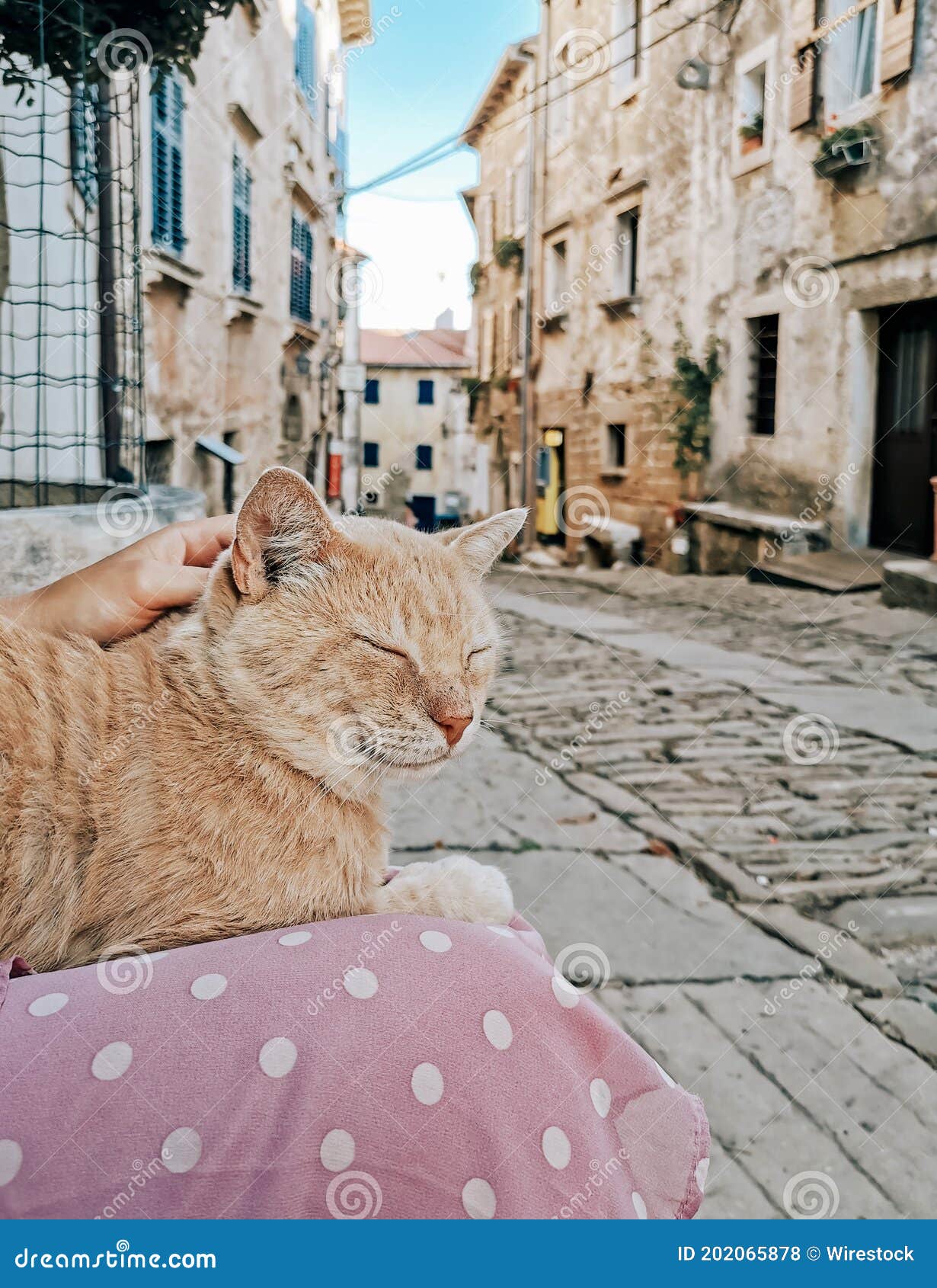 Vertical Shot of a Ginger Cat on the Legs of a Female Stock Photo ...