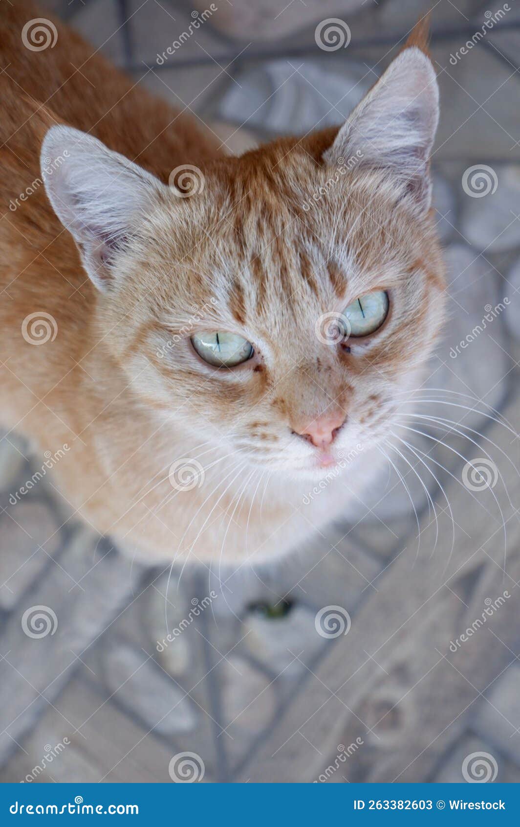A Vertical Shot of a Ginger Cat Looking at the Camera Stock Image ...