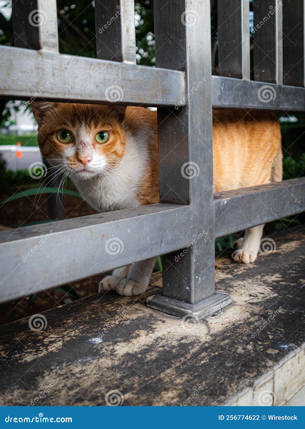 Vertical Shot of a Ginger Stray Cat in Jakarta Stock Photo - Image of ...