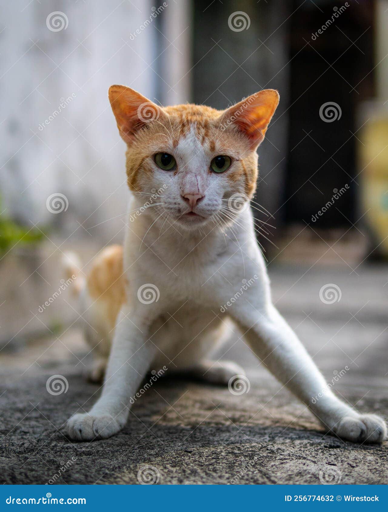 Vertical Shot of a Ginger Stray Cat in Jakarta Stock Photo - Image of ...