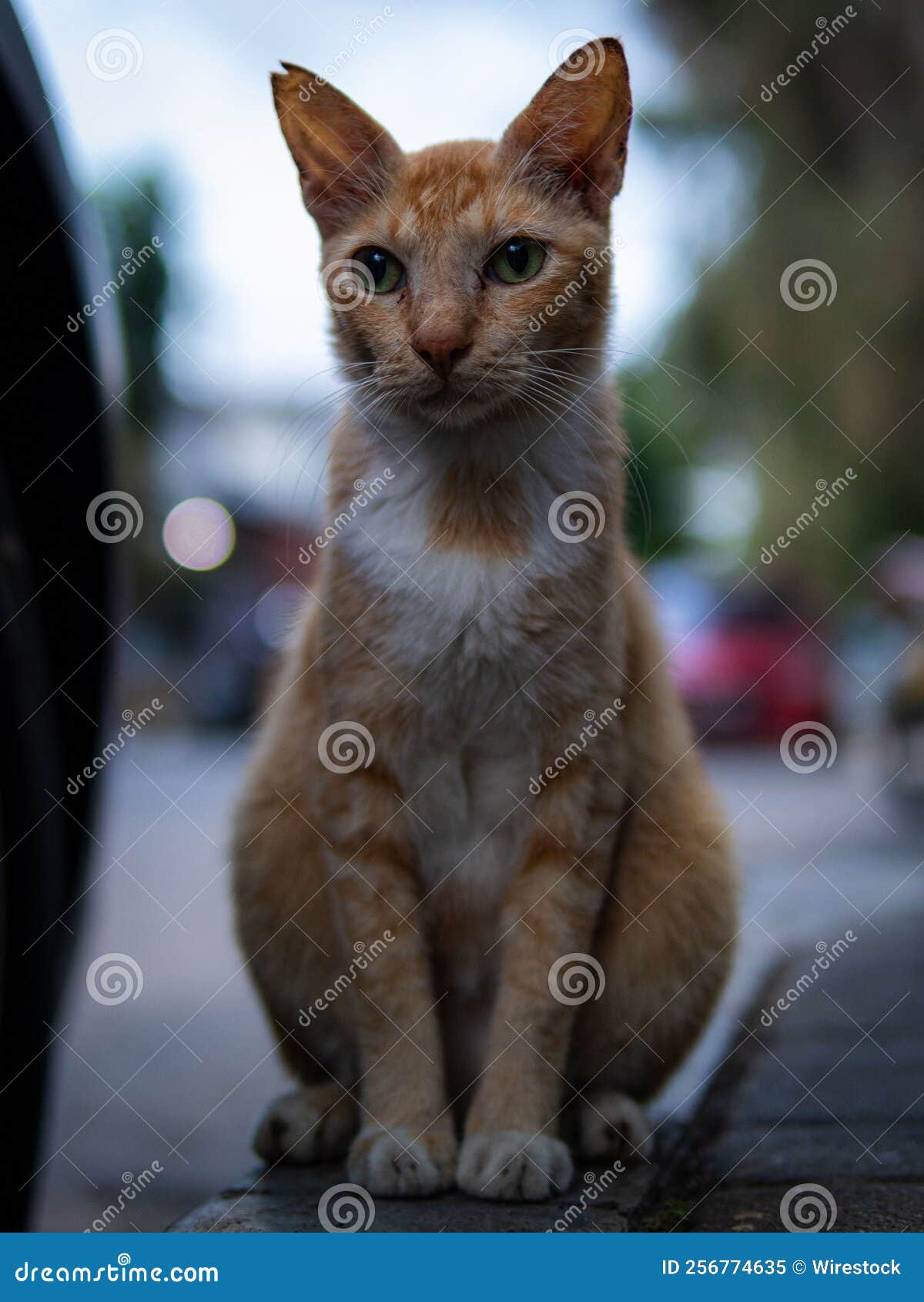 Vertical Shot of a Ginger Stray Cat in Jakarta Stock Image - Image of ...